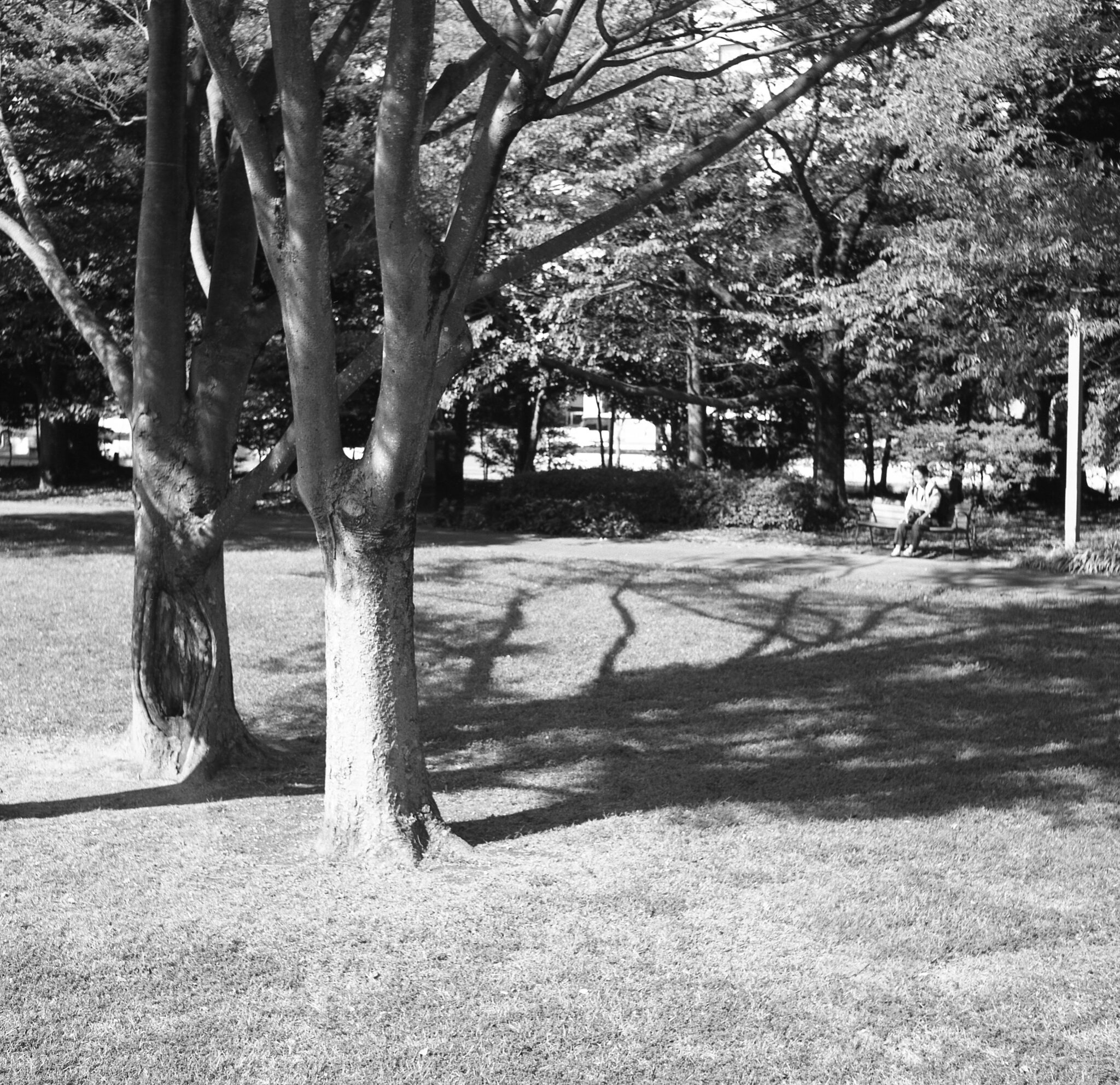 【フィルムカメラレビュー】ZEISS IKON SUPERIKONTA 532/16 戦前から作られているドイツ製の中判カメラの名機 ...