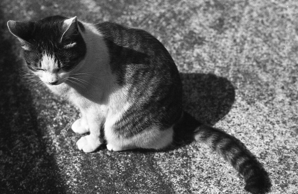 【モノクロ現像データ】FOMAPAN 100/Rodinal 1+25/Nikon F2 作例 - PHOTOWALK~写真やカメラの話~