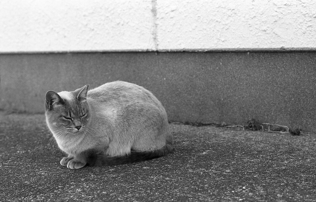【モノクロ現像データ】FOMAPAN 100/Rodinal 1+25/Nikon F2 作例 - PHOTOWALK~写真やカメラの話~