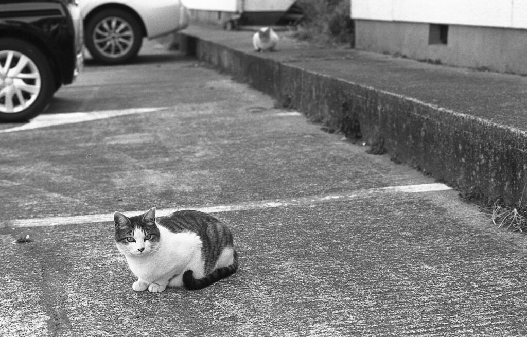 【モノクロ現像データ】FOMAPAN 100/Rodinal 1+25/Nikon F2 作例 - PHOTOWALK~写真やカメラの話~