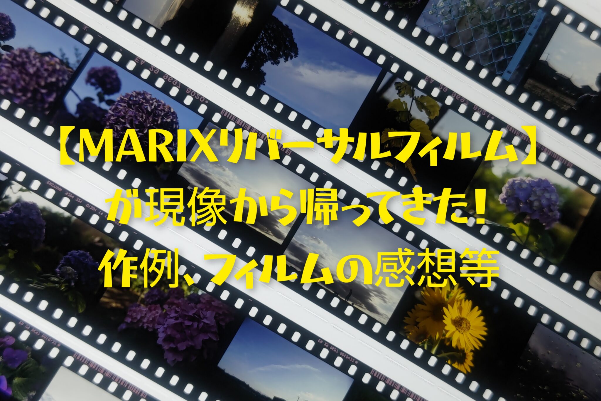 MARIXカラーリバーサルフィルムが現像から帰って来た！作例、感想。 - PHOTOWALK~写真やカメラの話~