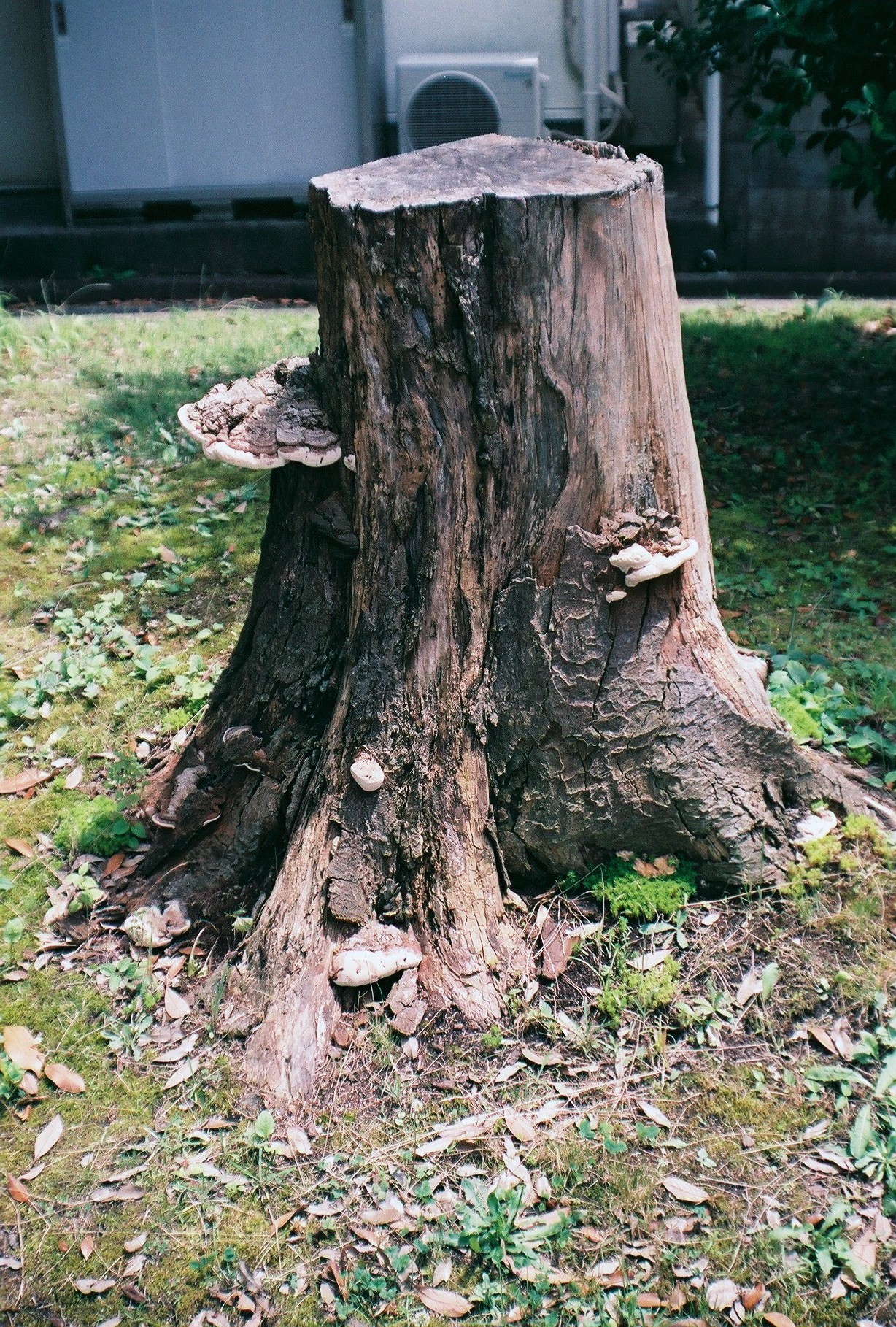 【オールドレンズレビュー】国産で初めての標準レンズ【Zoom NIKKOR C.Auto 43-86mm F3.5】 - PHOTOWALK ...