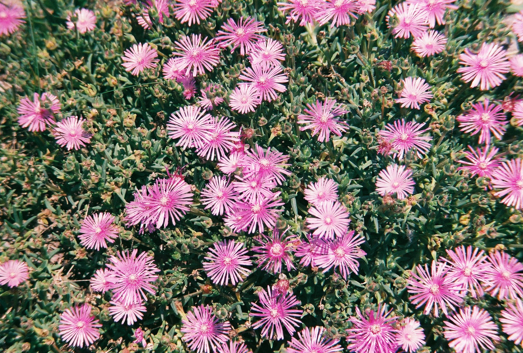 【オールドレンズレビュー】国産で初めての標準レンズ【Zoom NIKKOR C.Auto 43-86mm F3.5】 - PHOTOWALK ...