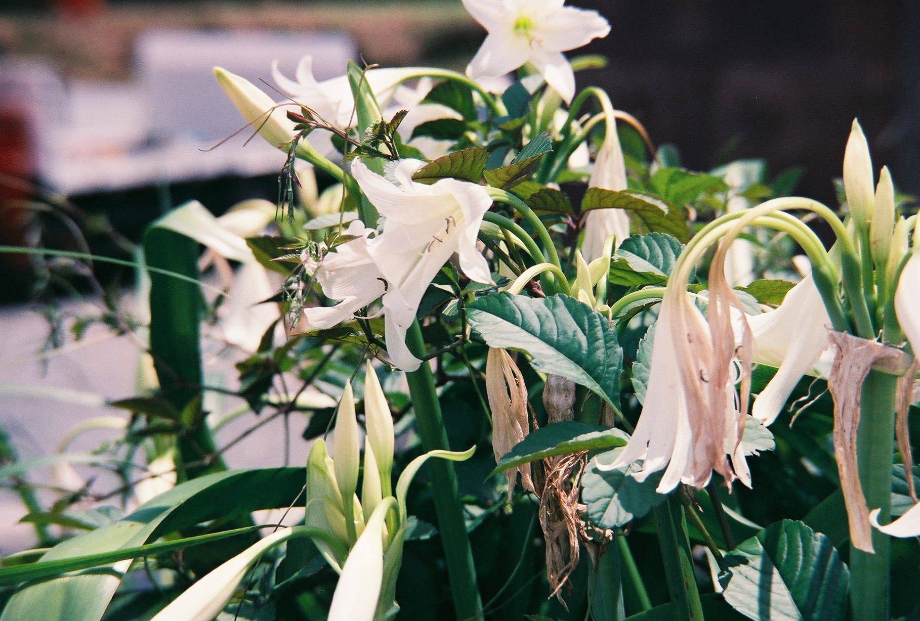 【オールドレンズレビュー】国産で初めての標準レンズ【Zoom NIKKOR C.Auto 43-86mm F3.5】 - PHOTOWALK ...