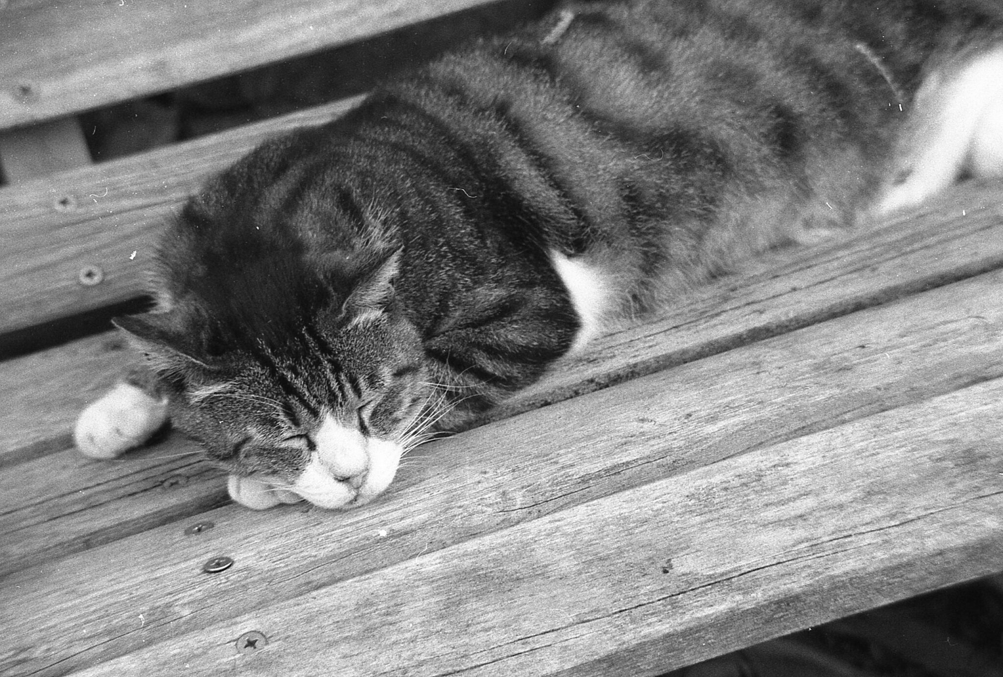 【オールドレンズレビュー】国産で初めての標準レンズ【Zoom NIKKOR C.Auto 43-86mm F3.5】 - PHOTOWALK ...