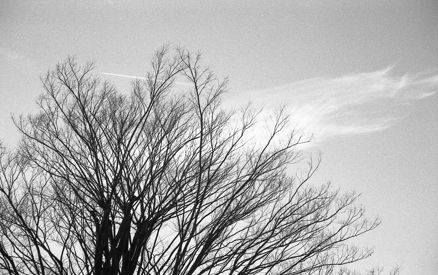 【モノクロ現像データ】モノクロMARIX 400/Rodinal 1+25/PETRI Color 35 - PHOTOWALK~写真やカメラの話~